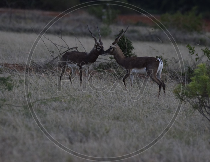Image of black buck fight-UG932417-Picxy