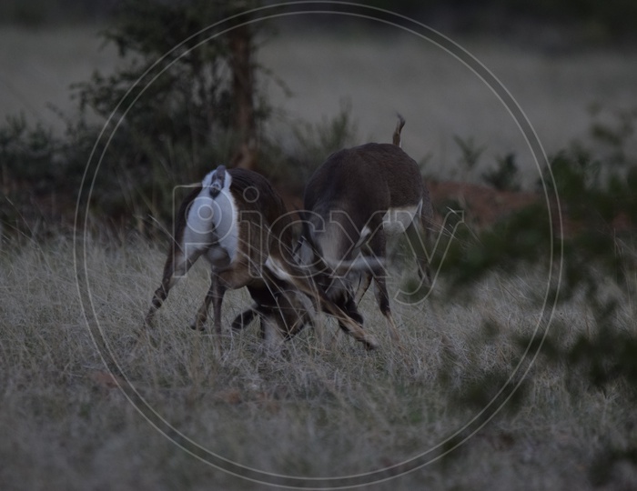 Image of black buck fight-XE195149-Picxy