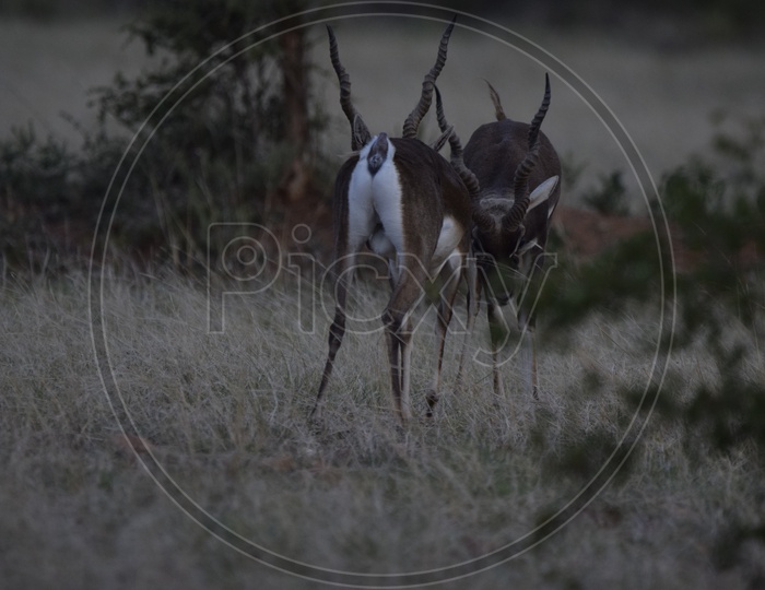 Image of black buck fight-IN560197-Picxy