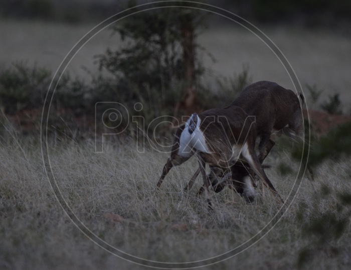 Image of black buck fight-MV056472-Picxy
