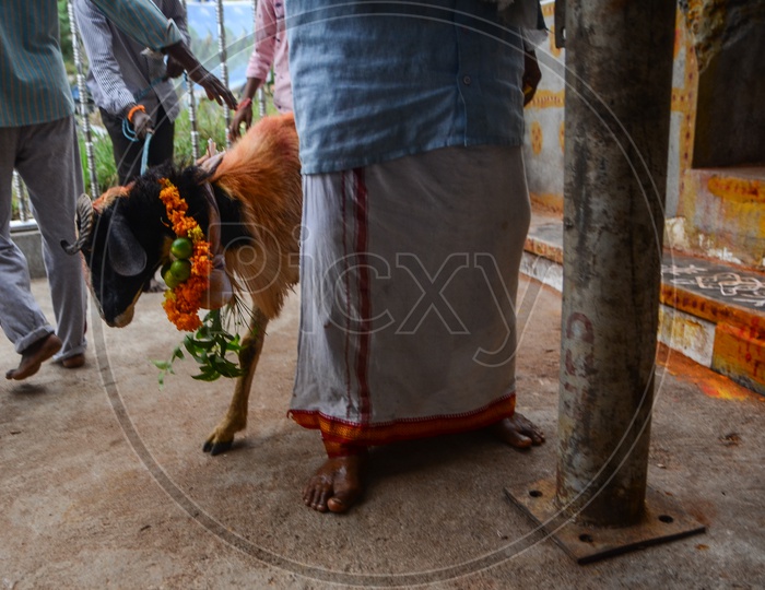 Image of Animal sacrifice, Goat-OR123068-Picxy