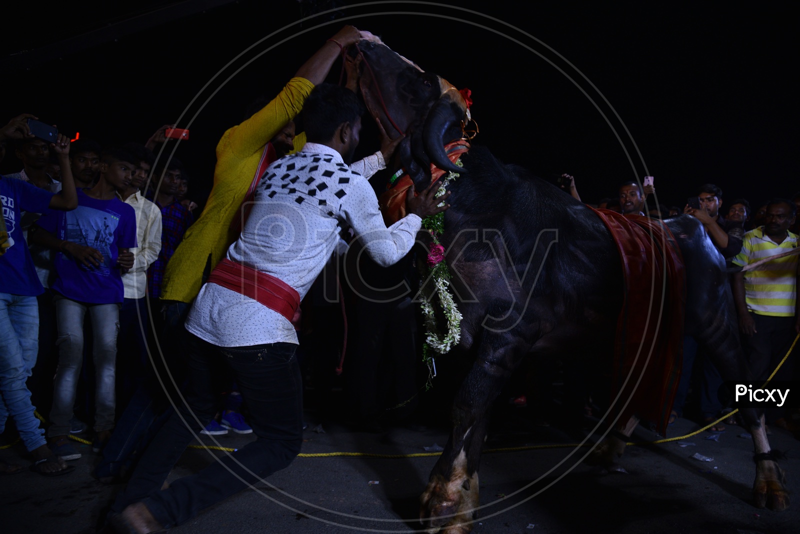 Image of People of Yadav Community try to make the Bison stand on two ...