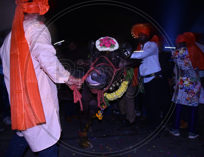 Image of Sadar, A Bison/Buffalo Carnival celebrated by YADAV Community ...