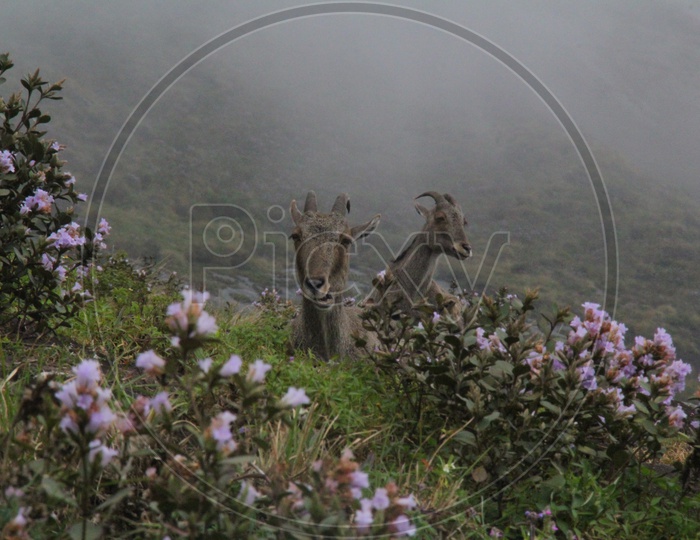 Image of Neelakurinji Flowers and Nilgiri Tahr-ZV895051-Picxy