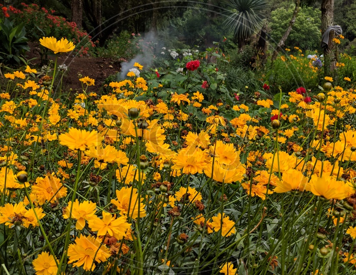 Image of Flowers in Bryant Park-ME618537-Picxy