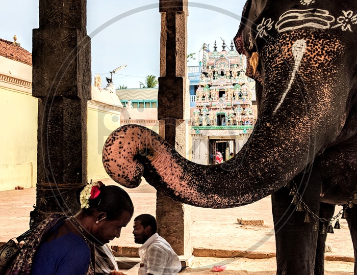 Image of Elephant Blessing Worshippers-UY634153-Picxy