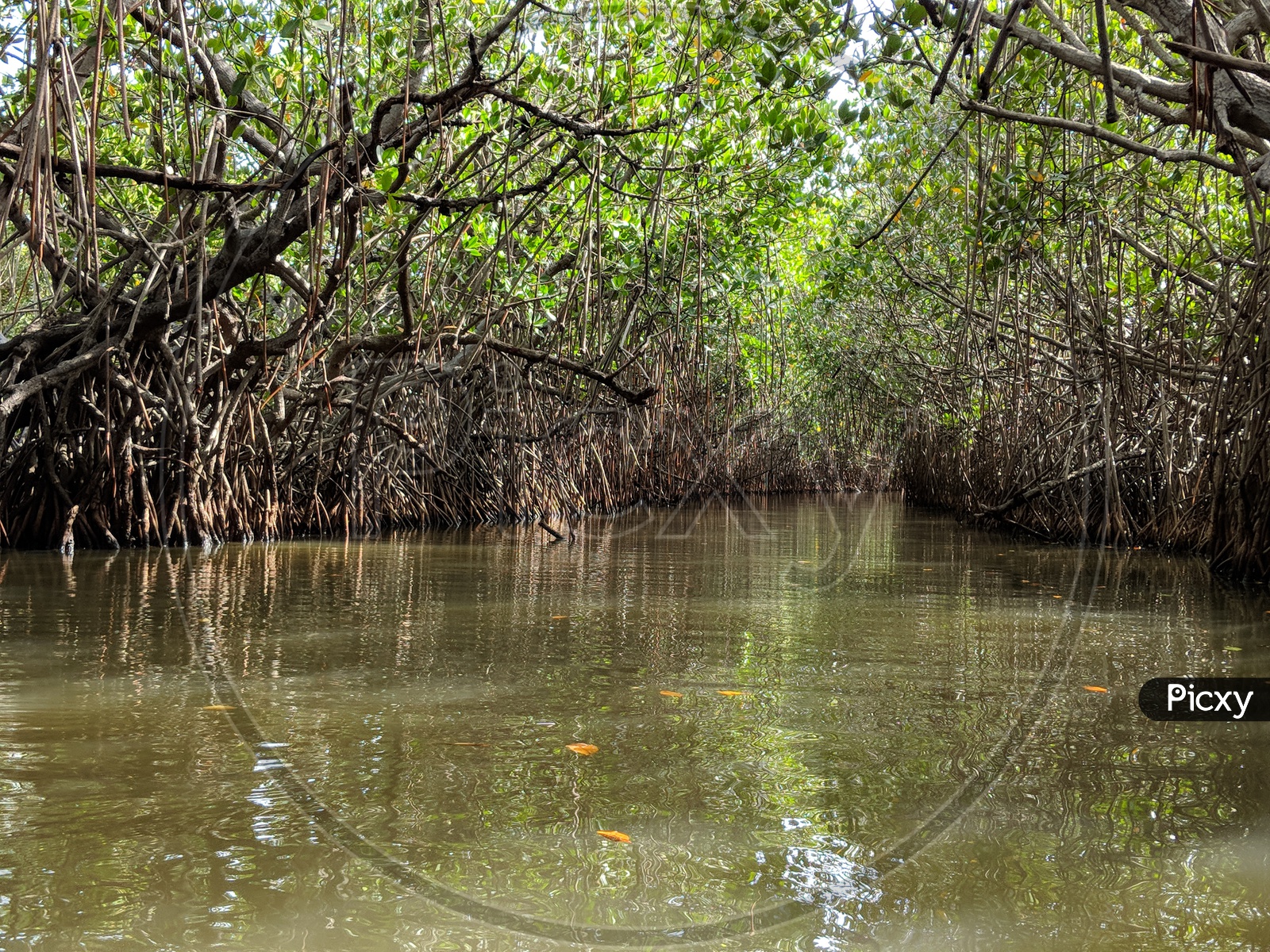 Image of Pichavaram Mangrove Forest-XQ216097-Picxy