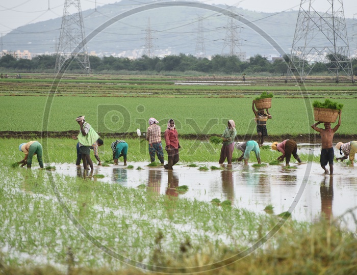Image of Farmers Cultivating Paddy Crops in Agriculture Fields-EA515450 ...