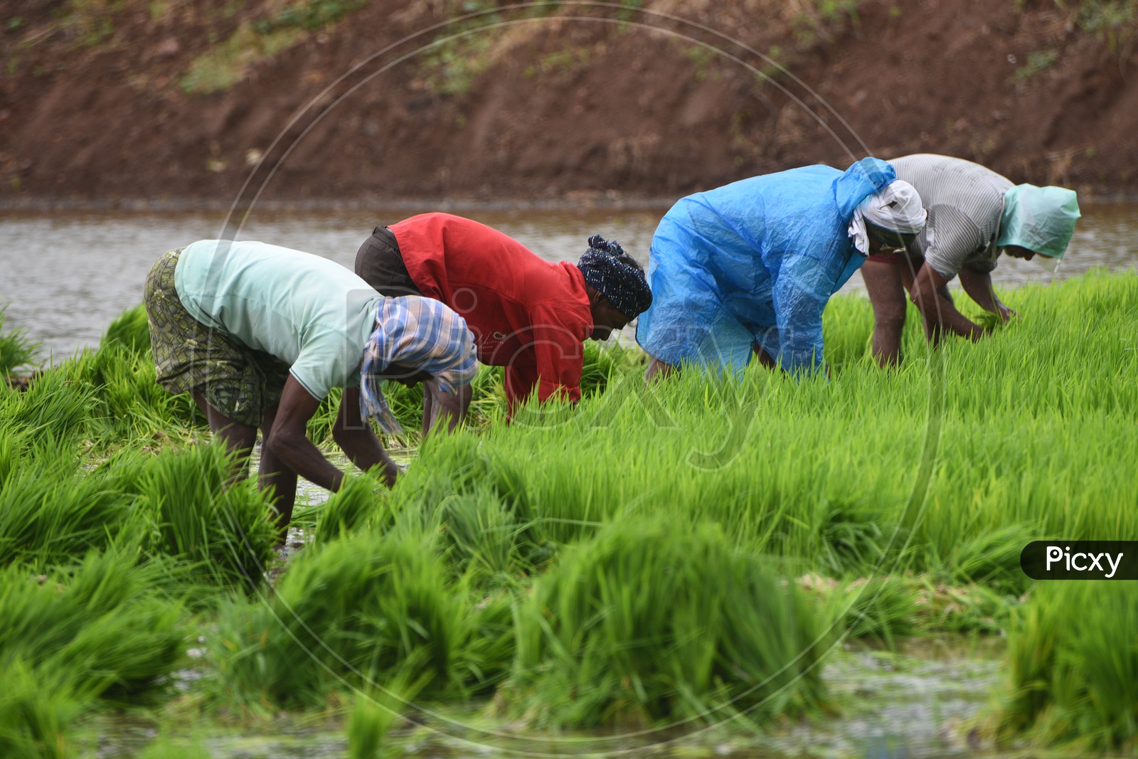 Image of Agriculture Paddy Fields - Men at Work-RU893739-Picxy