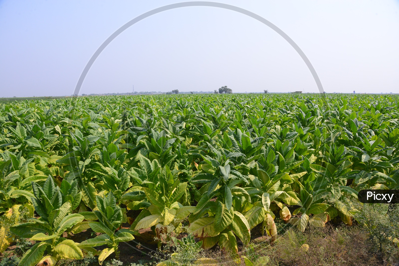 Image of Turmeric / Haldi / Pasupu Fields in Kunchanapalli-KG343564-Picxy