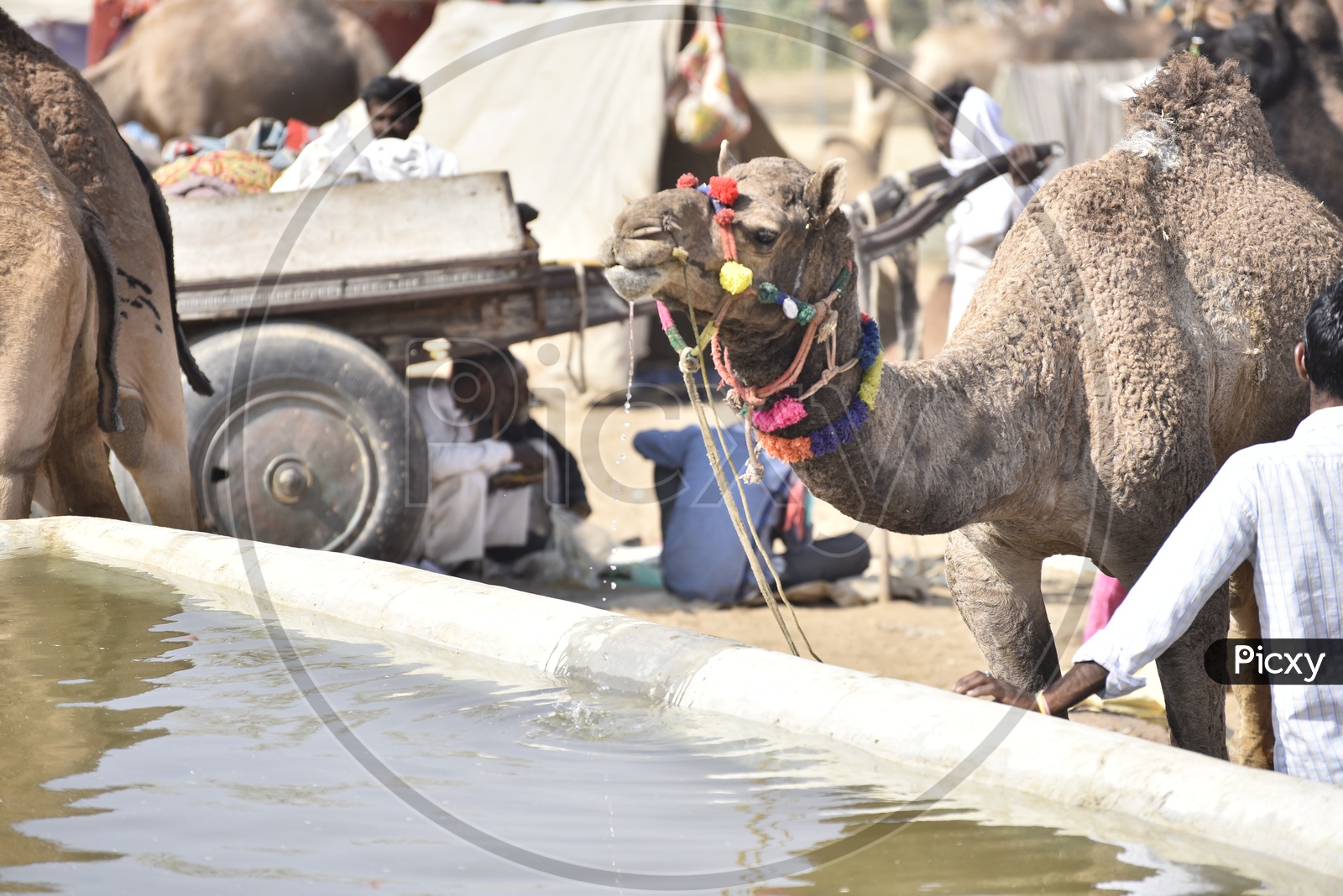 Image of Pushkar Cattle Fair, Rajasthan-GP179296-Picxy