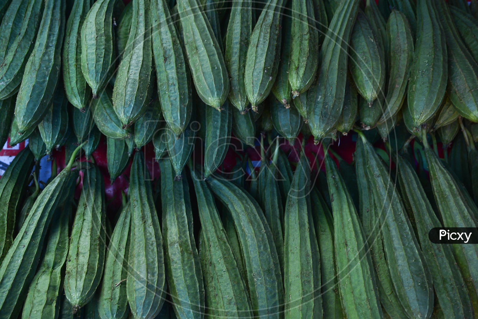Image of Ridge Gourd at Local Vegetable Market/Rythu Bazar-VK523417-Picxy