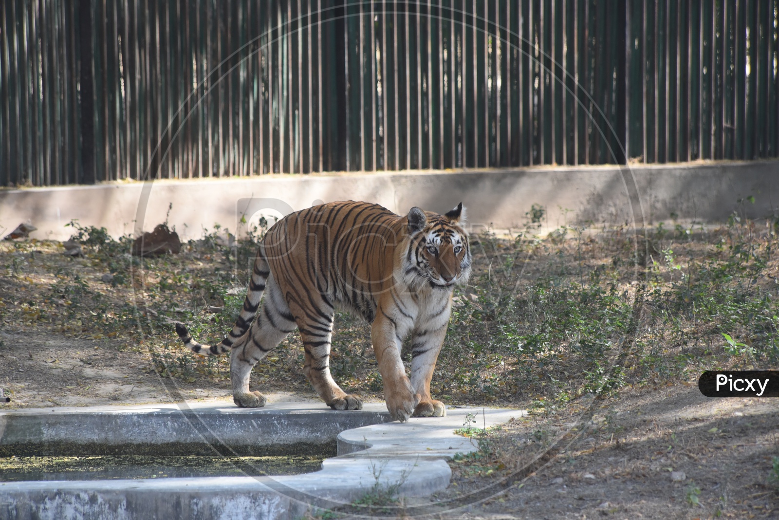 Image of Bengal Tiger in Delhi Zoo-SS172082-Picxy