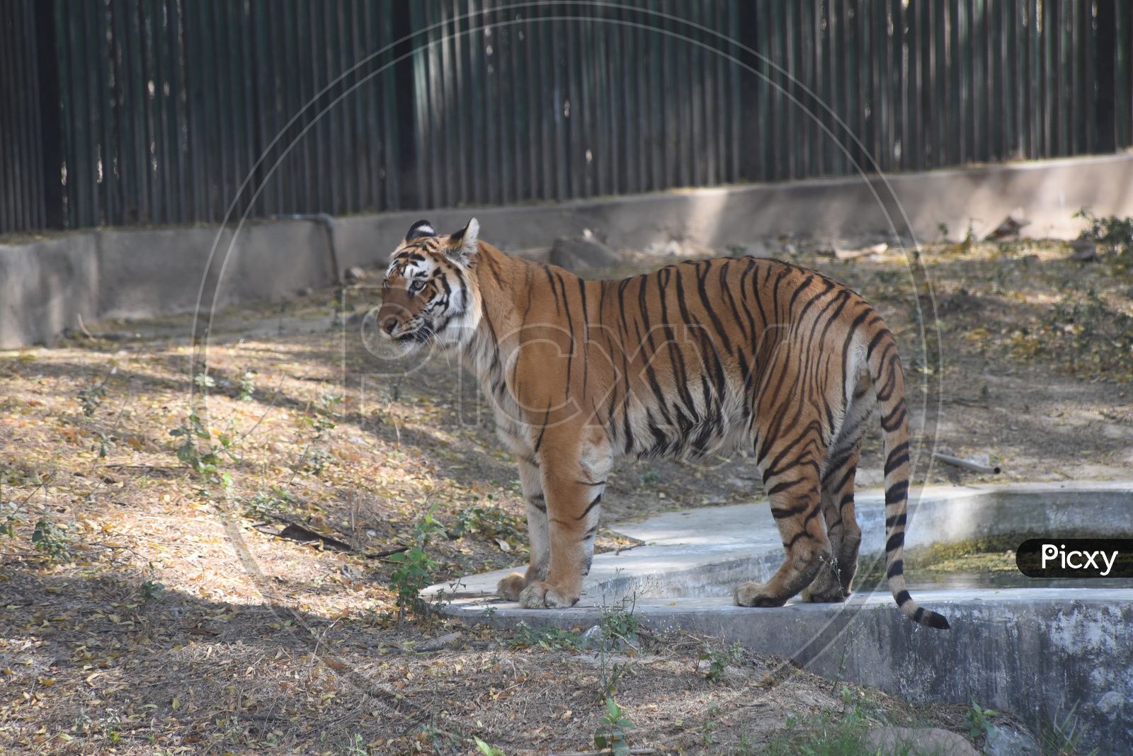 Image of Bengal Tiger in Delhi Zoo-HY483858-Picxy