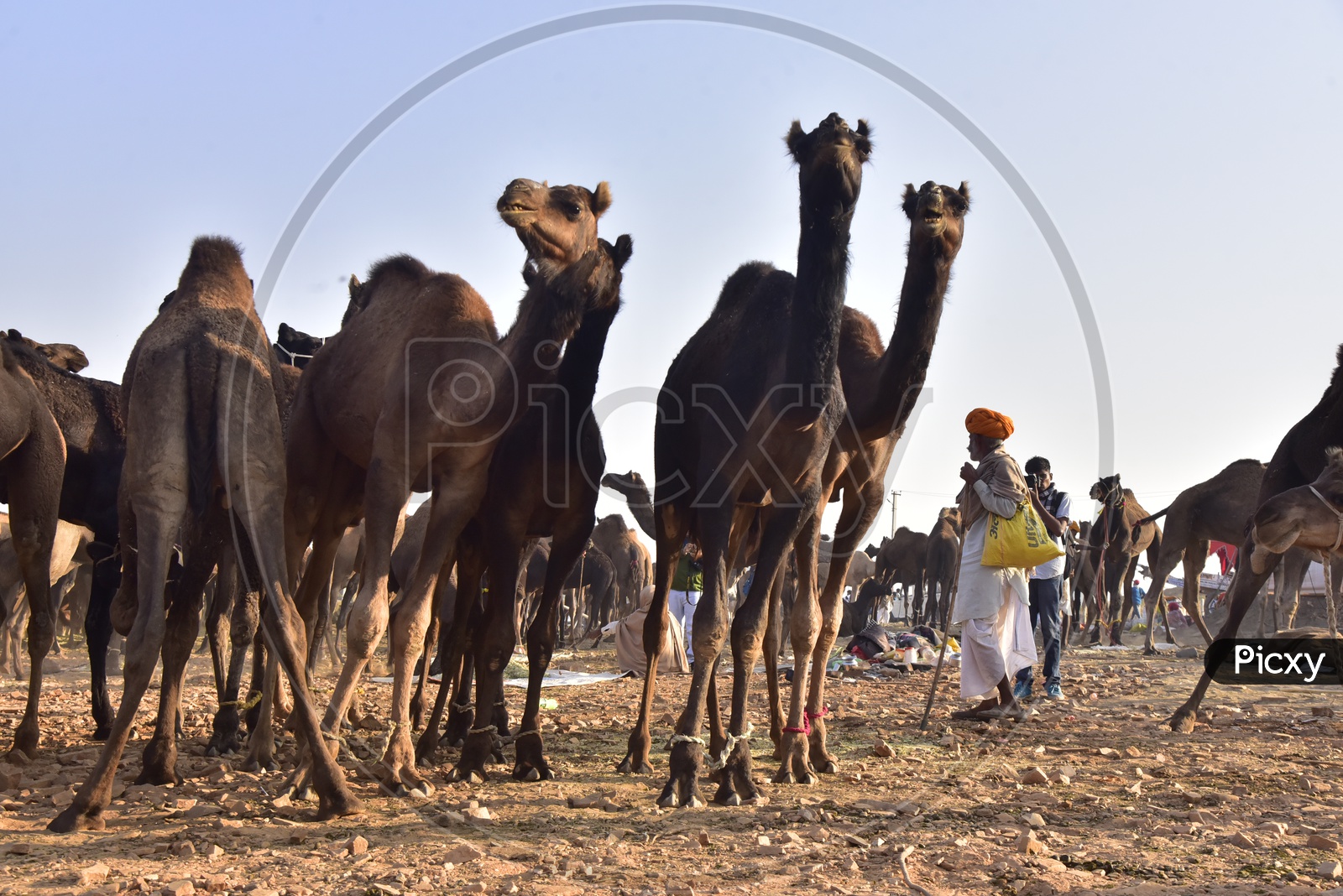 Image of Camels at Pushkar Camel Fair, 2018-YM296457-Picxy
