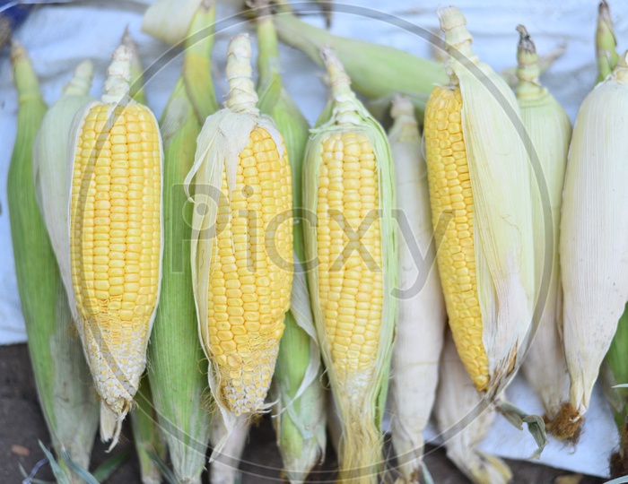 Image of Fresh sweet Corn at Local Vegetable Market/Rythu Bazar ...