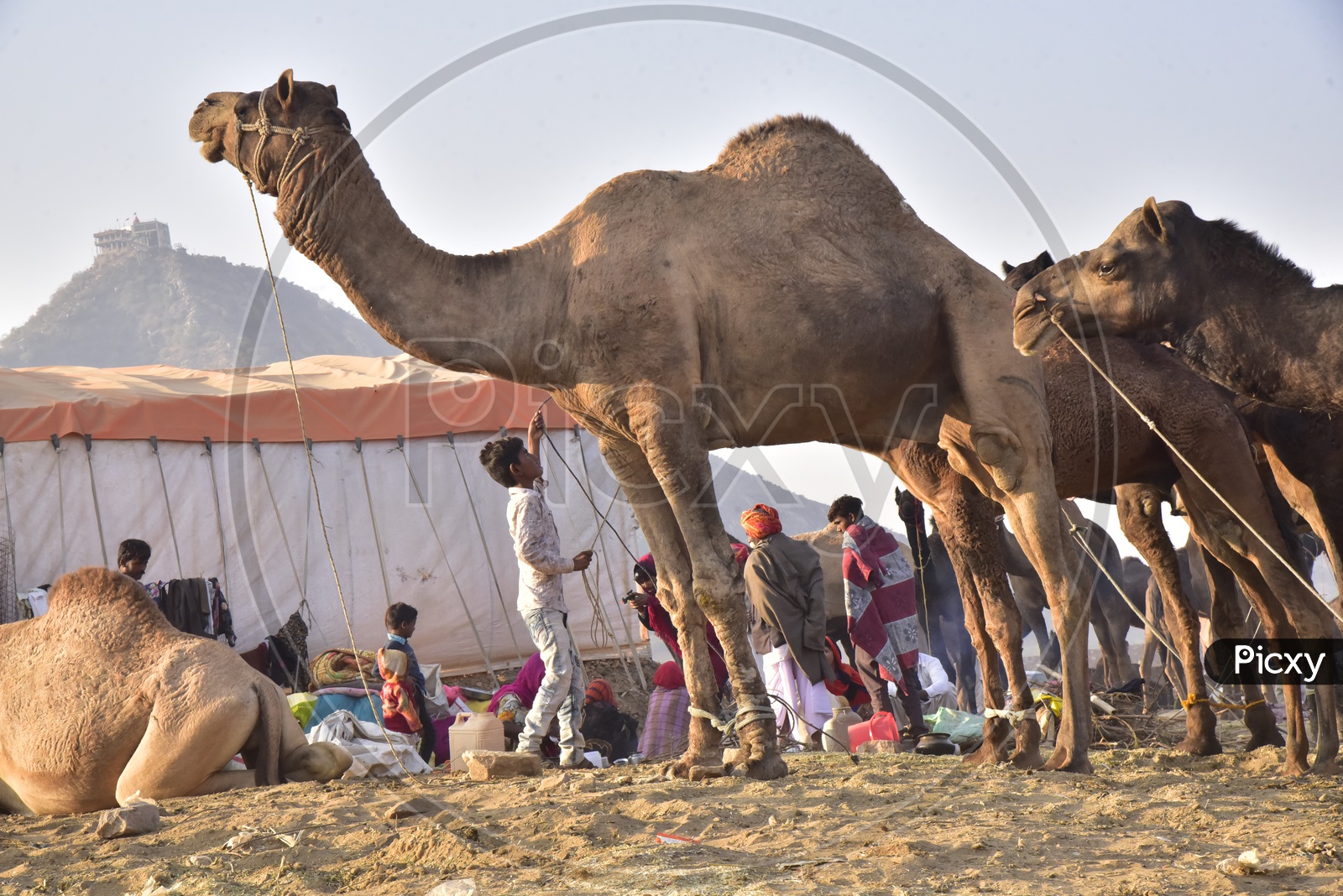 Image of Camels at Pushkar Camel Fair, 2018-HJ975744-Picxy