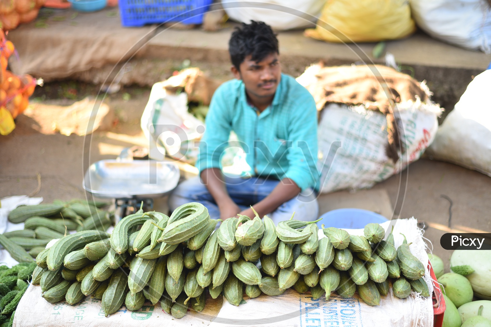 Image of Ridge Gourd at Local Vegetable Market/Rythu Bazar-OW153182-Picxy