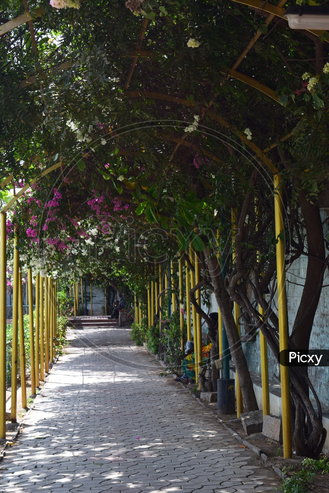 Image of Garden Road-MO163692-Picxy