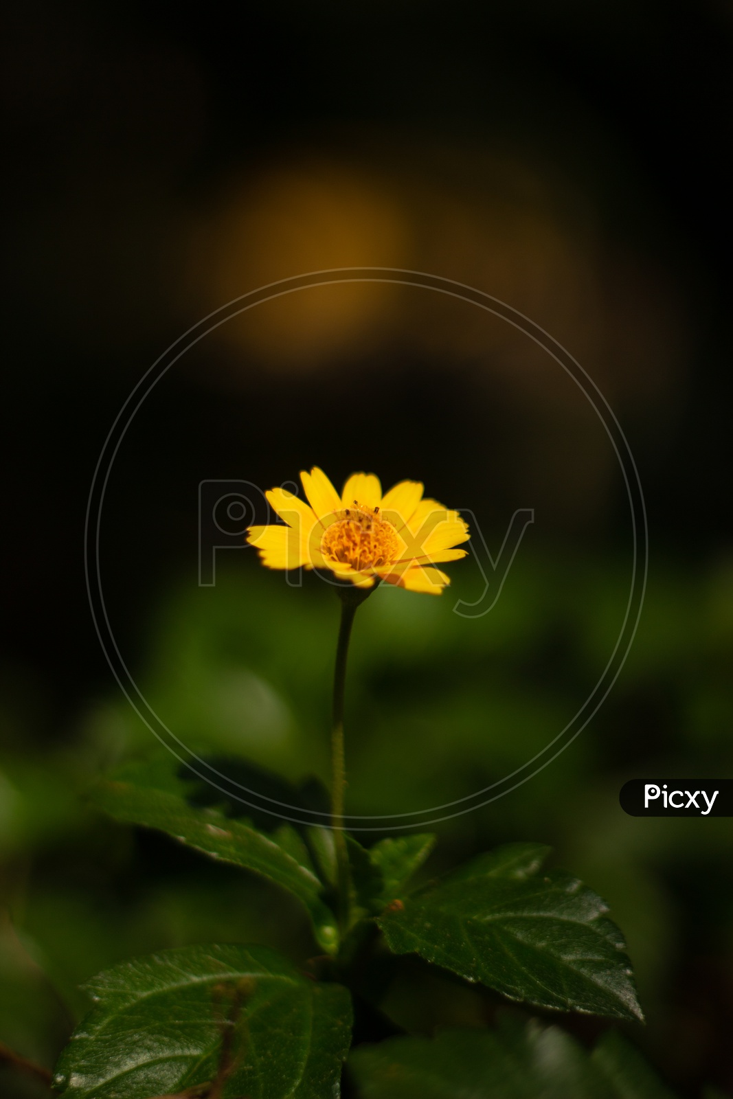 Image of flower - heliopsis tuscan gold / tuscan sunflower-UI823211-Picxy