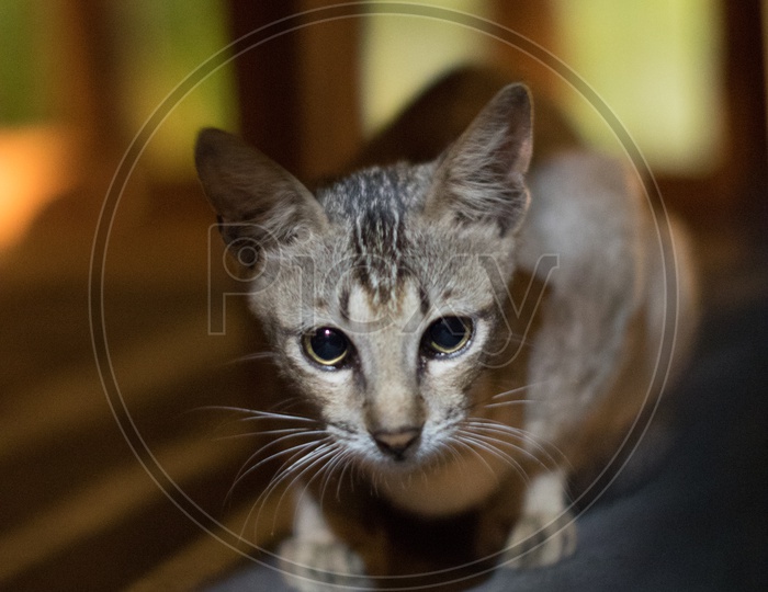 Image of Animal - Cat-HR822120-Picxy