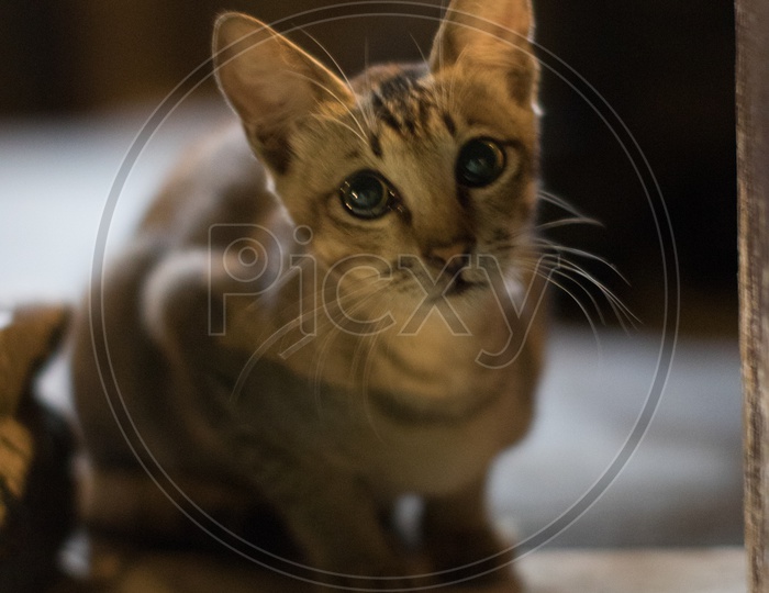 Image of Animal - Cat-YZ383968-Picxy