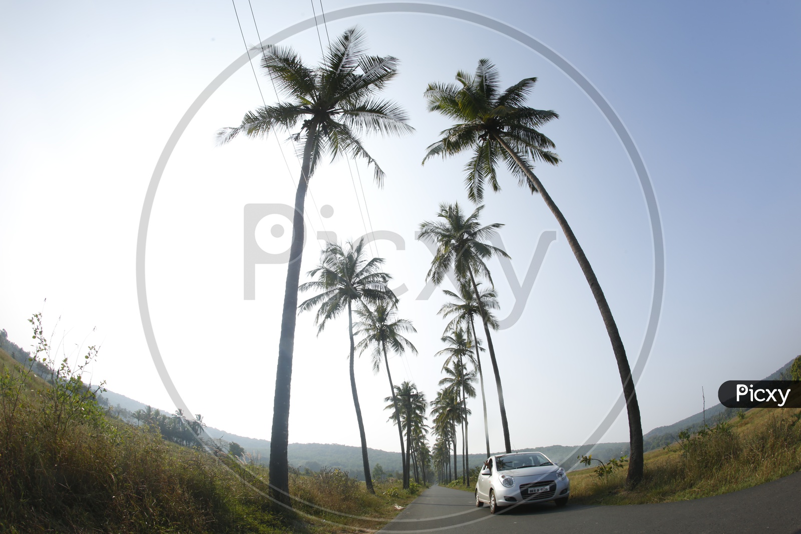 Image of Parra, A road between Coconut Trees in Goa famous location in ...
