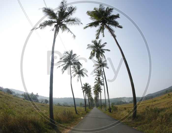 Image of Parra, A road between Coconut Trees in Goa famous location in ...