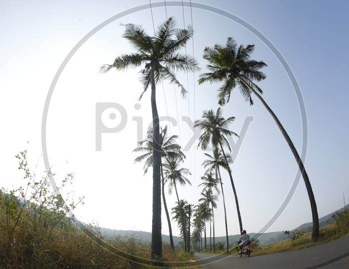 Image of Parra, A road between Coconut Trees in Goa famous location in ...