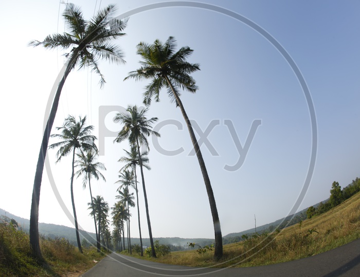 Image of Parra, A road between Coconut Trees in Goa famous location in ...