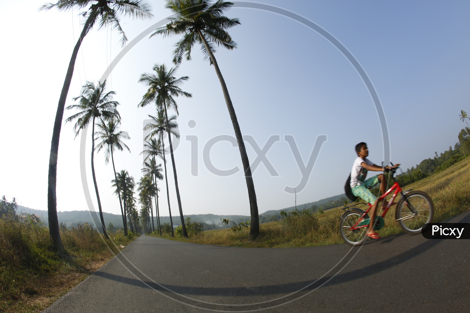 Image of Parra, A road between Coconut Trees in Goa famous location in ...