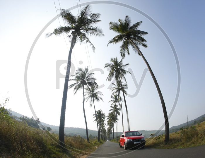 Image of Parra, A road between Coconut Trees in Goa famous location in ...