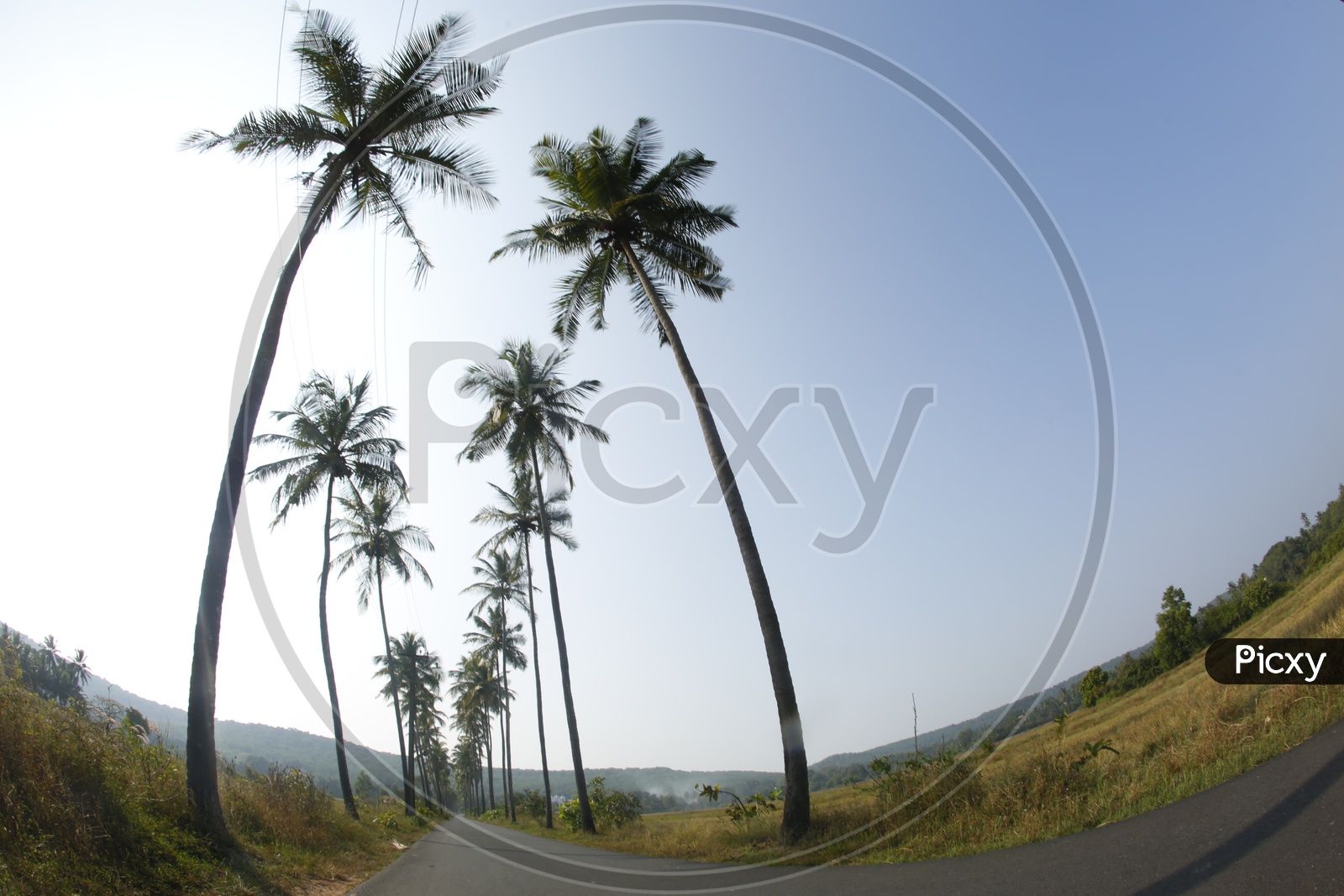 Image of Parra, A road between Coconut Trees in Goa famous location in ...