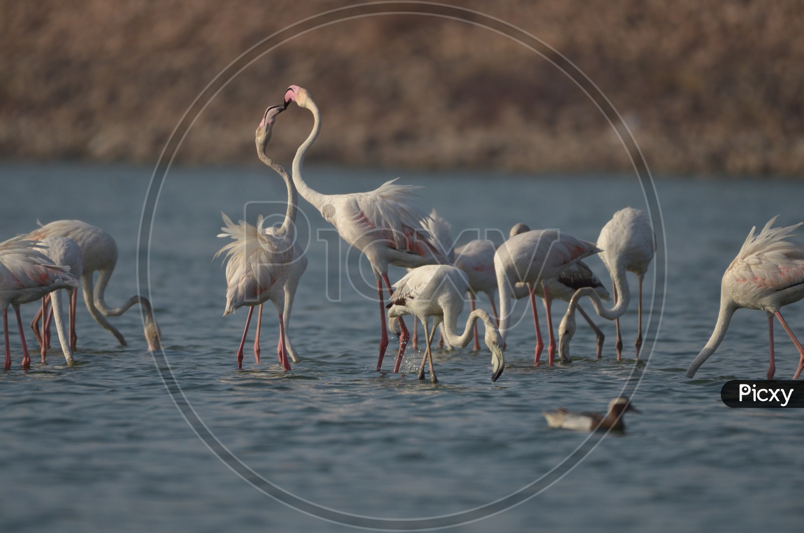 Image of Flamingo Birds at Ameenpur Lake-BR638625-Picxy