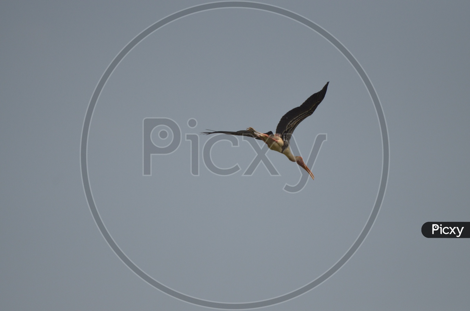 Image of The Siberian Crane / Migratory Birds In Telangana / Birds ...