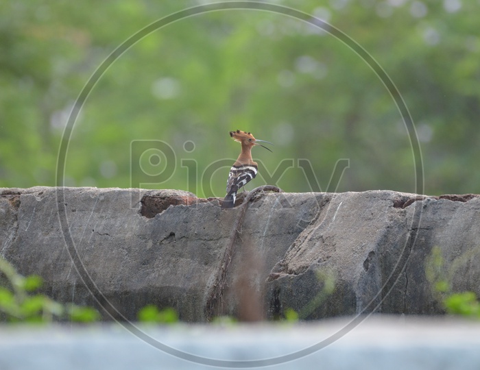 Image of Fishing In Manjira Reservoir / Locals Fishing / Manjira ...