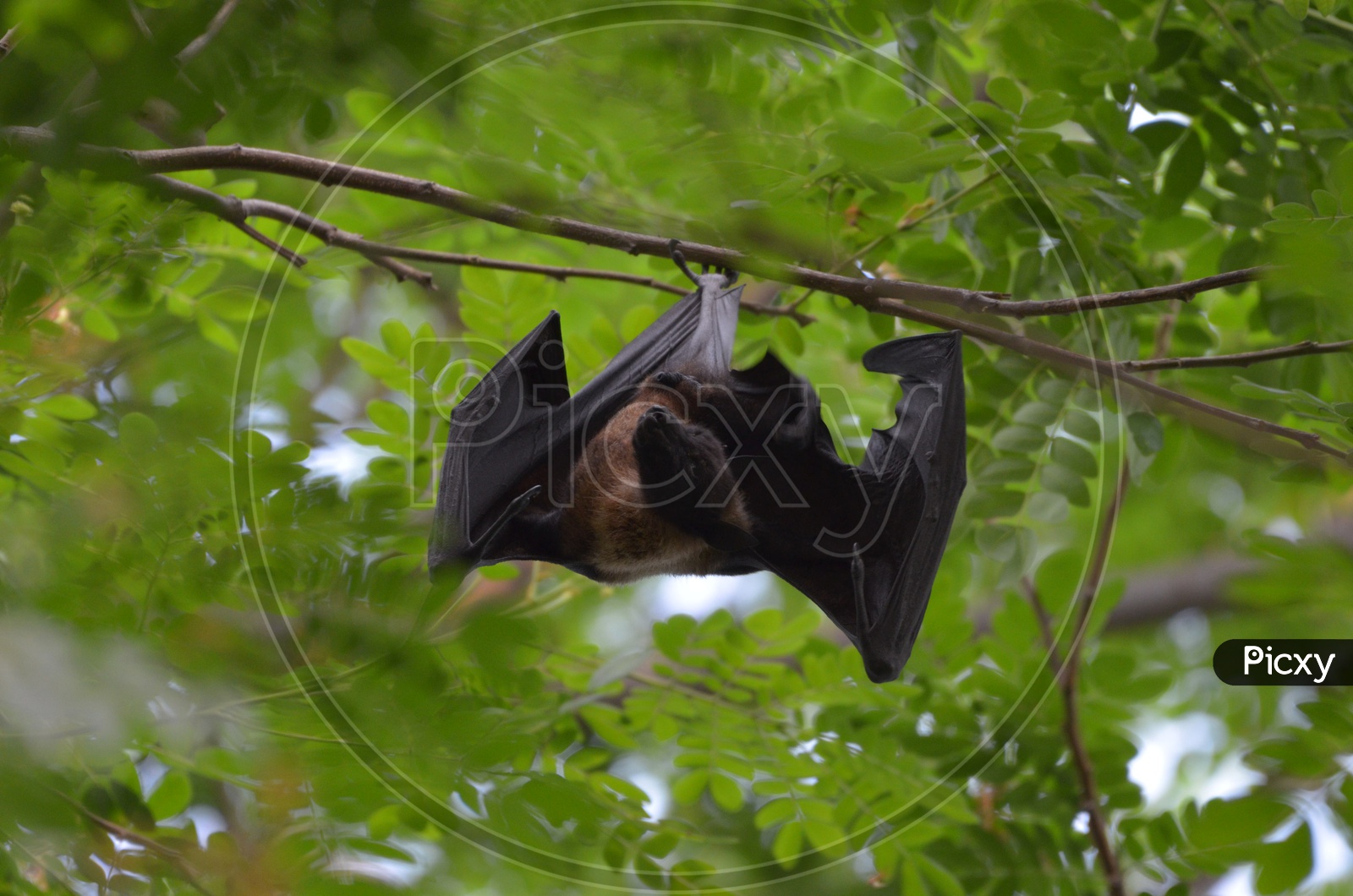 Image of Bat / Indian Bat / Bat Bird / Bat hanging to Tree-AK428607-Picxy