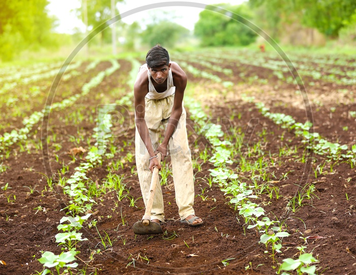 Image of Indian Farmer working in Agriculture Field-OZ879754-Picxy