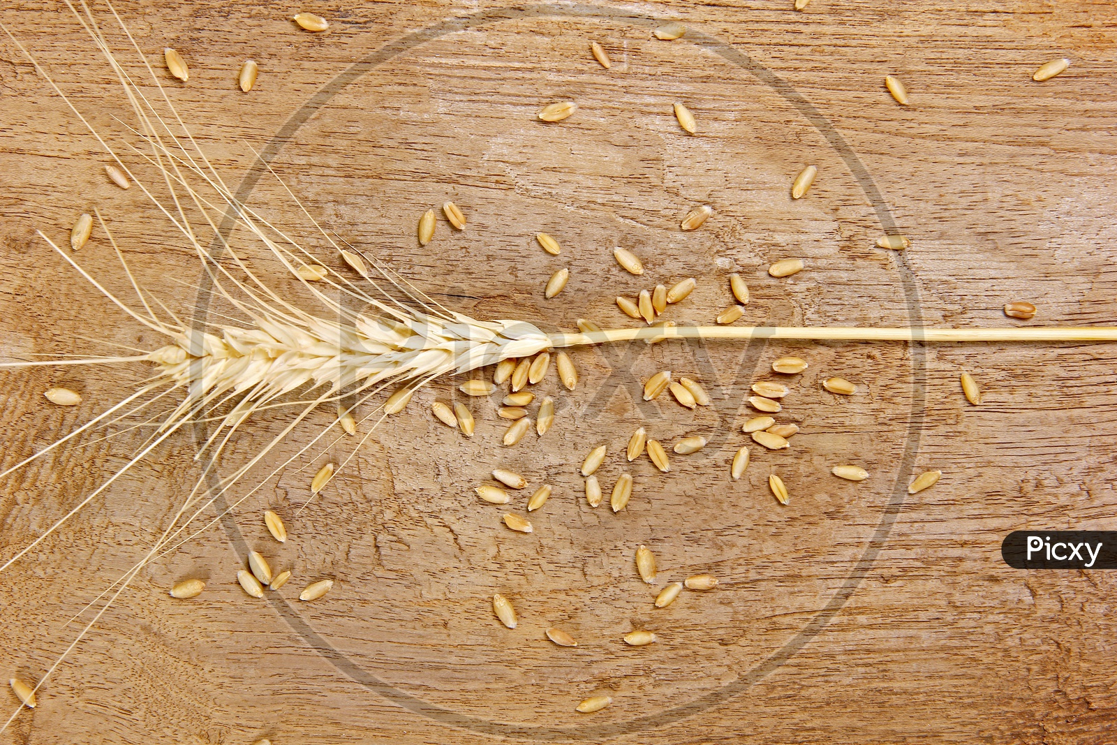Image of Wheat Rye / Wheat / Wheat Grains / Wheat Grains Closeup Shot ...