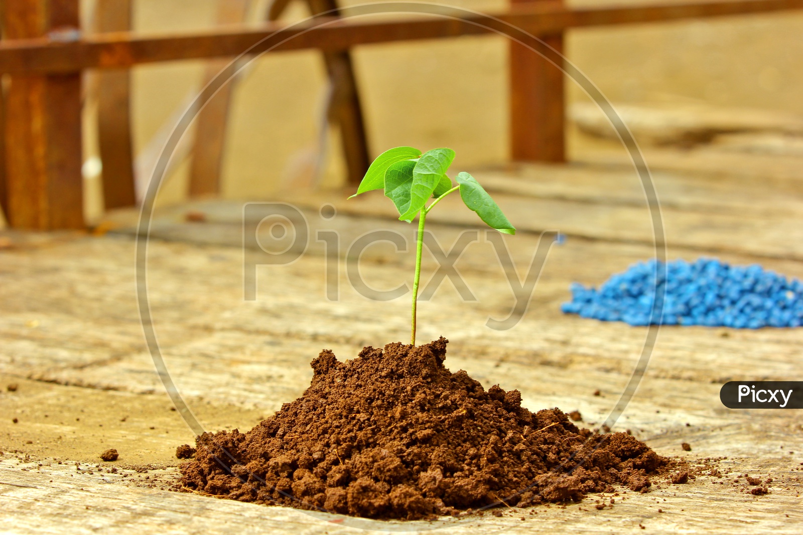 Image of Plant Sapling Growing in Soil , Agricultural Concept ...