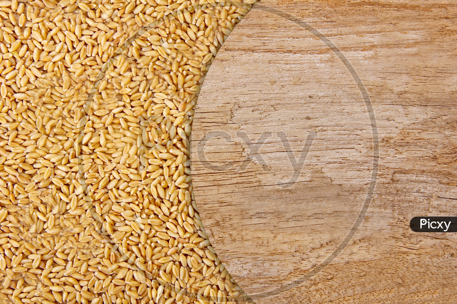 Image of Wheat / Wheat Grains / Wheat Grains Closeup Shot / Golden ...