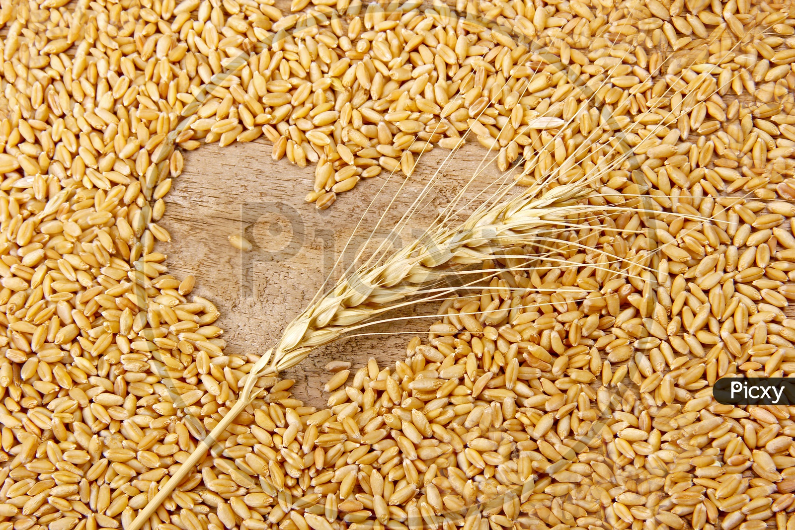 Image of Wheat / Wheat Grains / Wheat Grains Closeup Shot / Golden ...