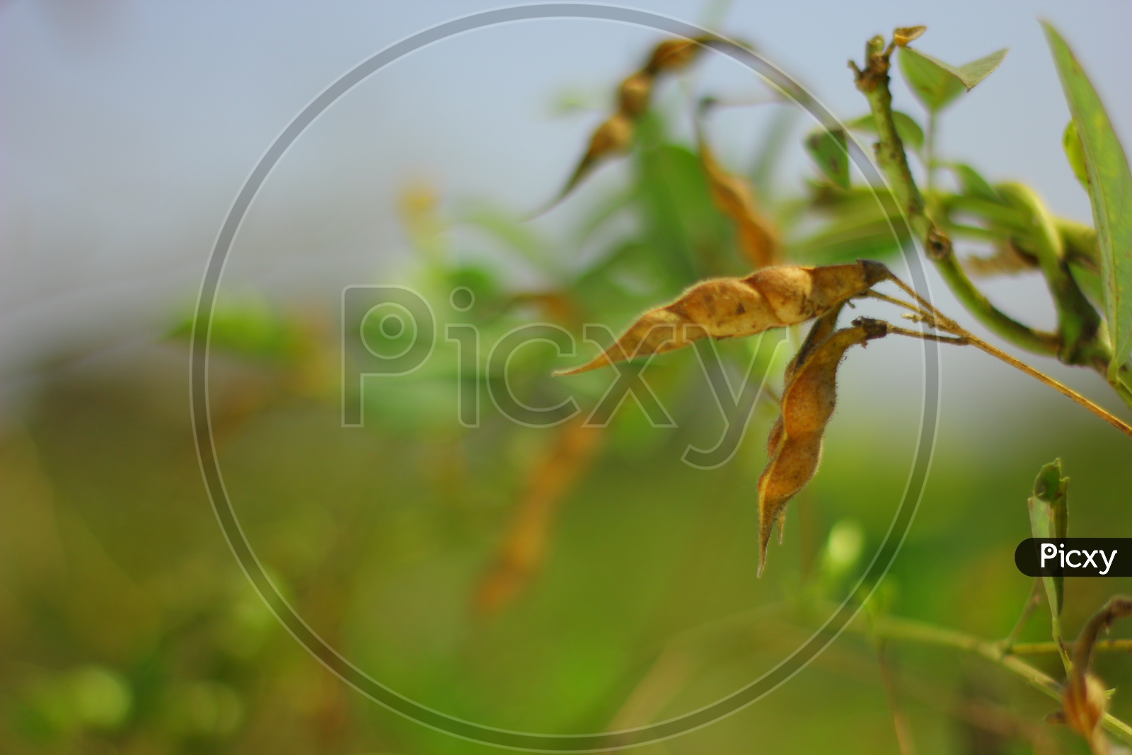 Image of Dried Pigeon Peas or Red Gram on Tree-QV136581-Picxy