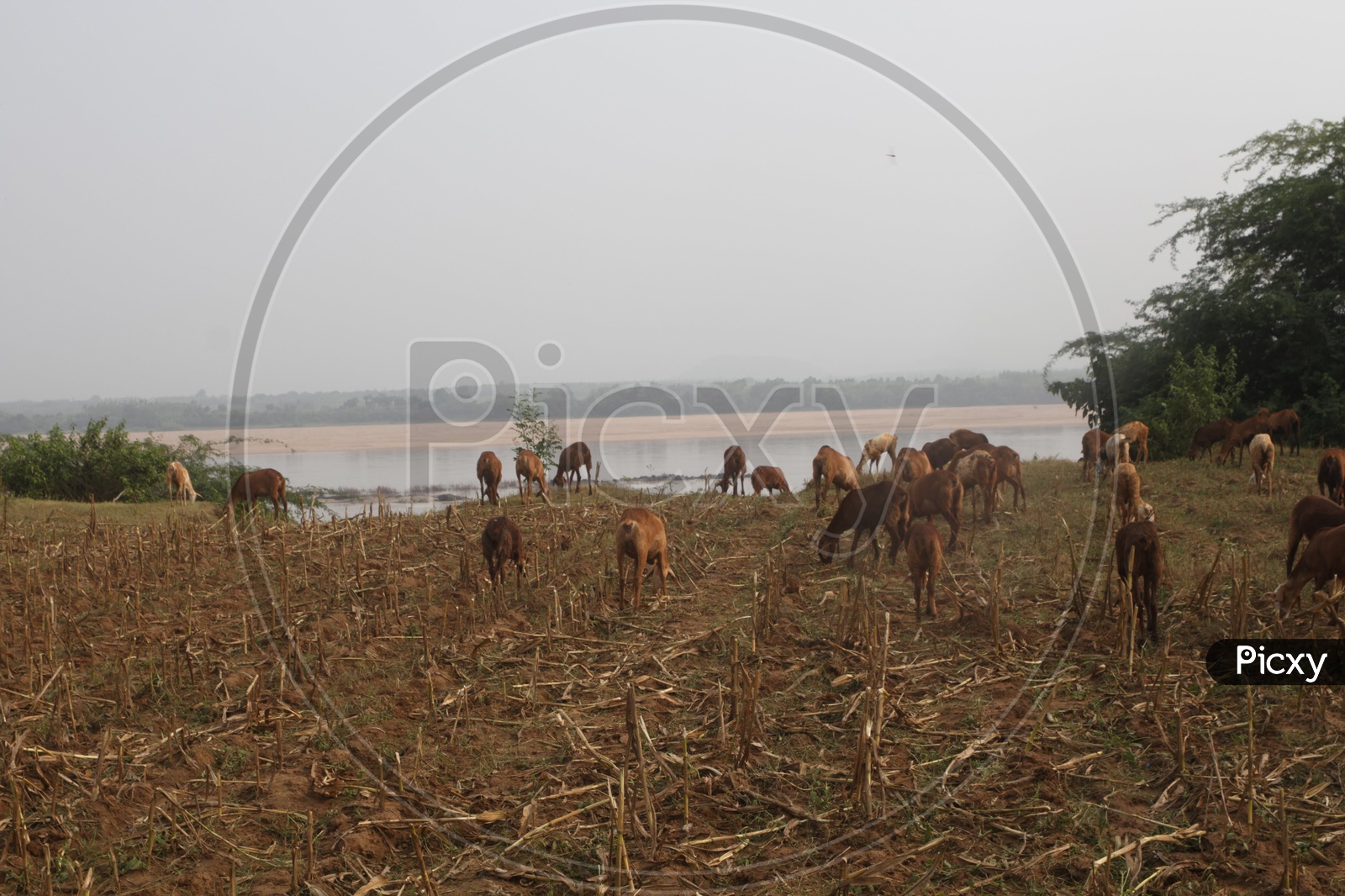 Image of A herd of goats on the bank of godavari.-IG112819-Picxy