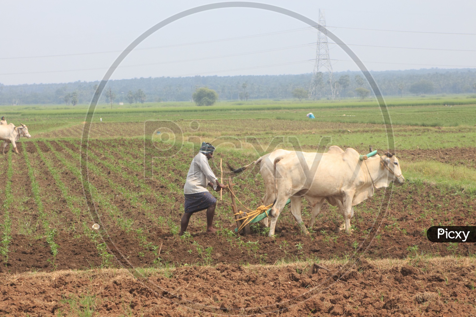 Image of A Man ploughing his farm filed with the help of OX.-LG372692-Picxy