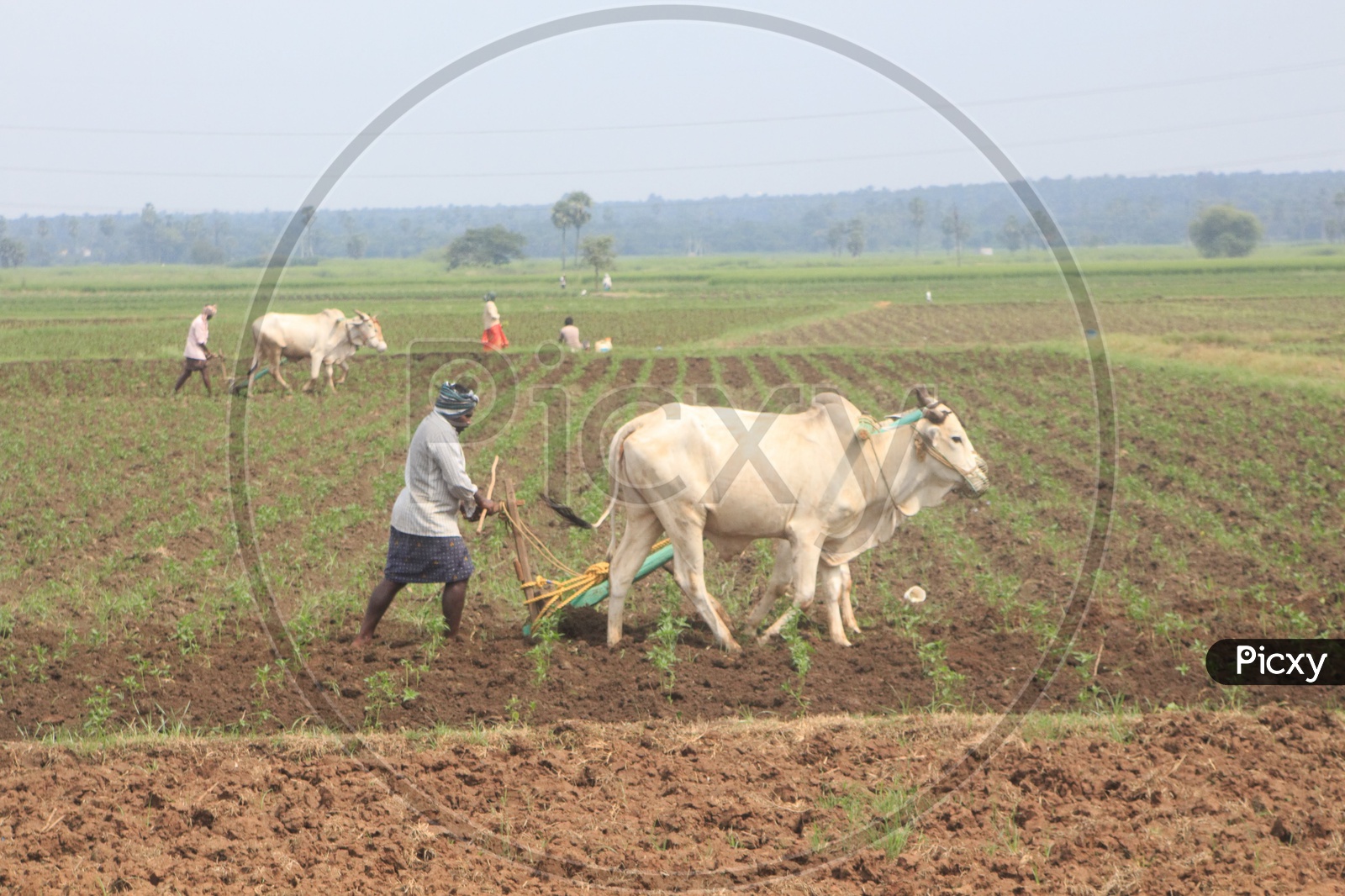 Image of A man ploughing his farm field with the help of OX-XI262872-Picxy