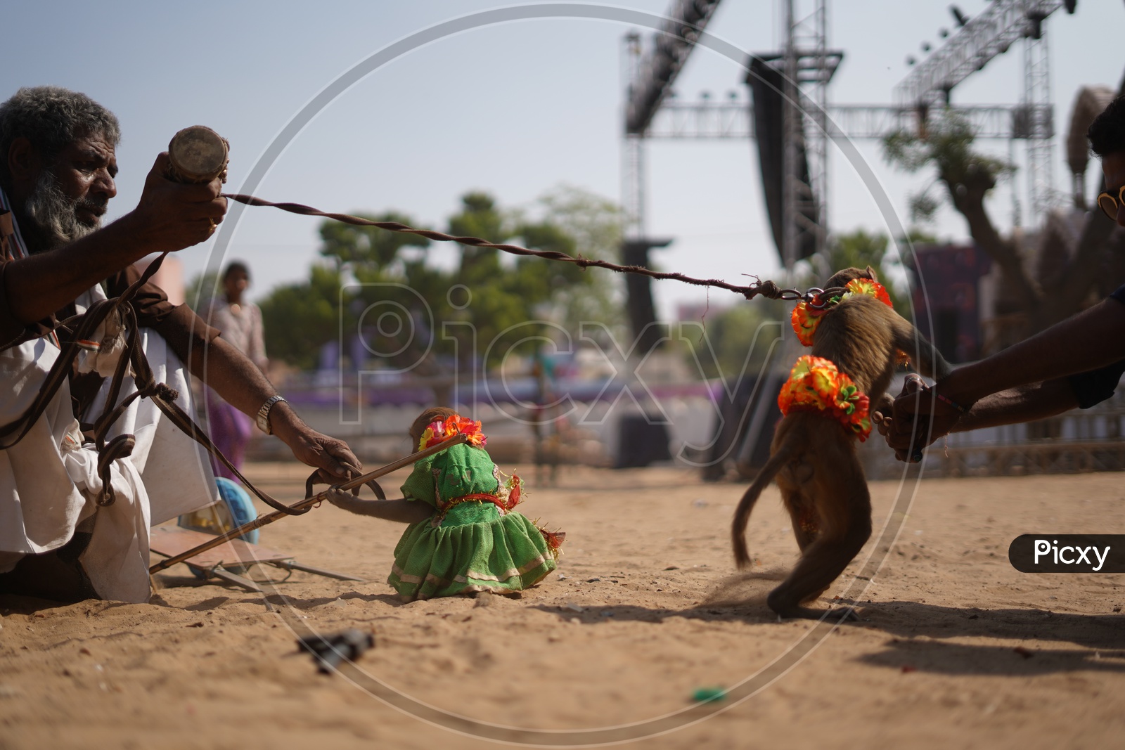 Image of Indian rajasthani man Monkey Show in Pushkar Fair-QI503022-Picxy