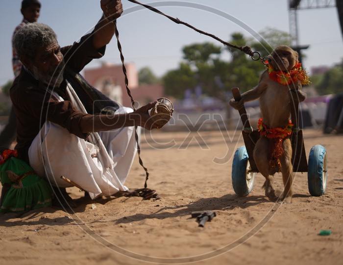 Image of Indian rajasthani man Monkey Show in Pushkar Fair-KE929310-Picxy