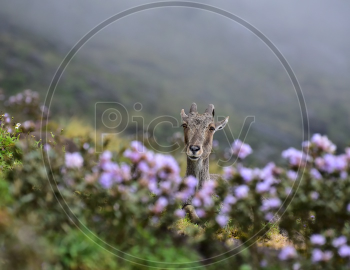 Image of Neelakurinji Flowers and Nilgiri Tahr-EI058303-Picxy