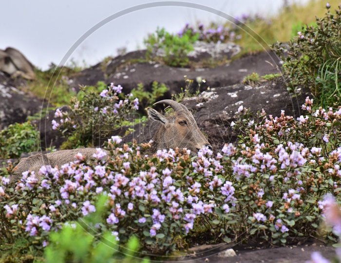 Image of Neelakurinji Flowers and Nilgiri Tahr-ZV895051-Picxy